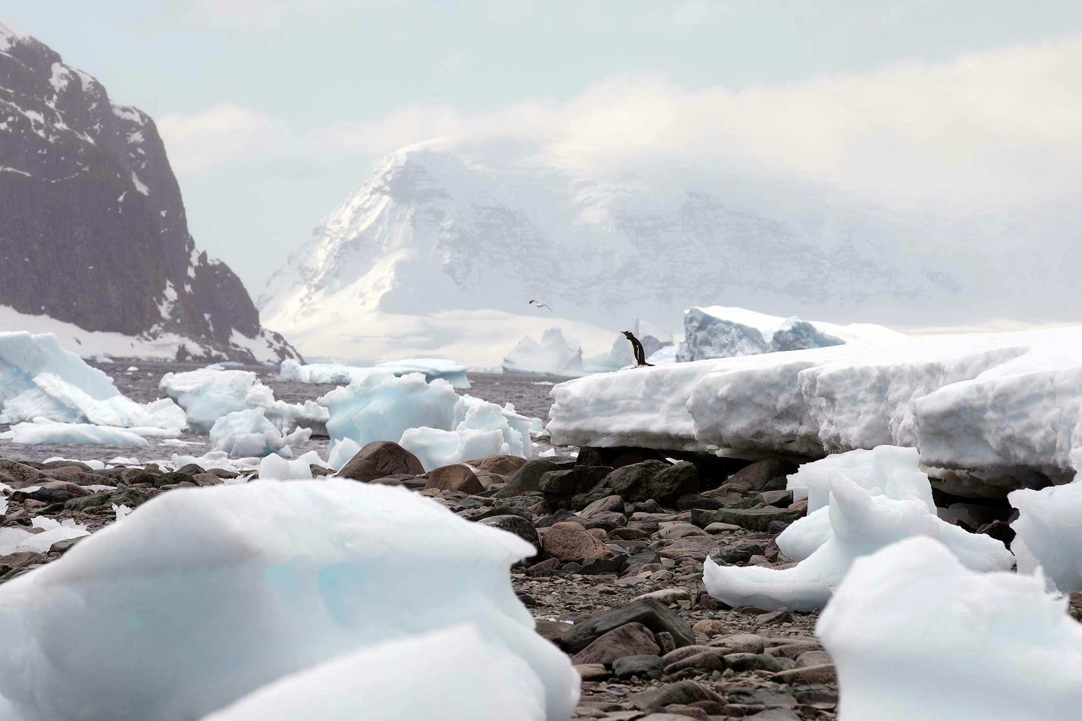 From Landscapes to Lenses: 7 Antarctica Photography Tips From a Pro