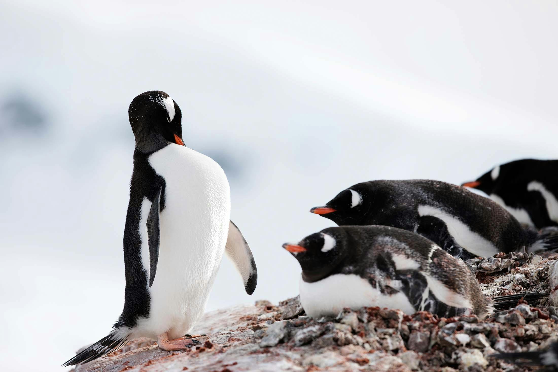 VIDEO: 3 Types of Penguins You'll See on Your Antarctica Expedition