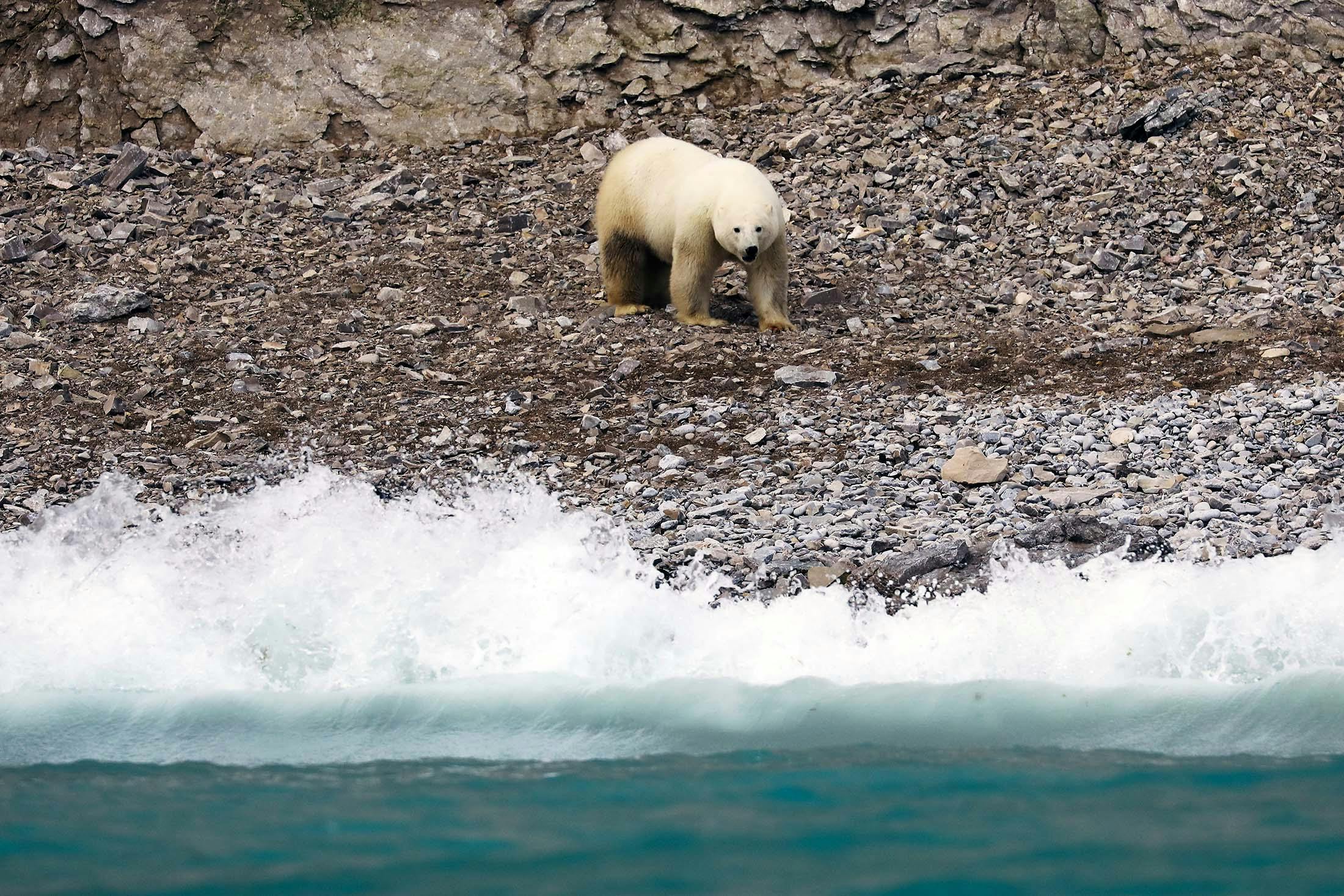 The Best Places to See Wild Polar Bears in Their Arctic Habitat