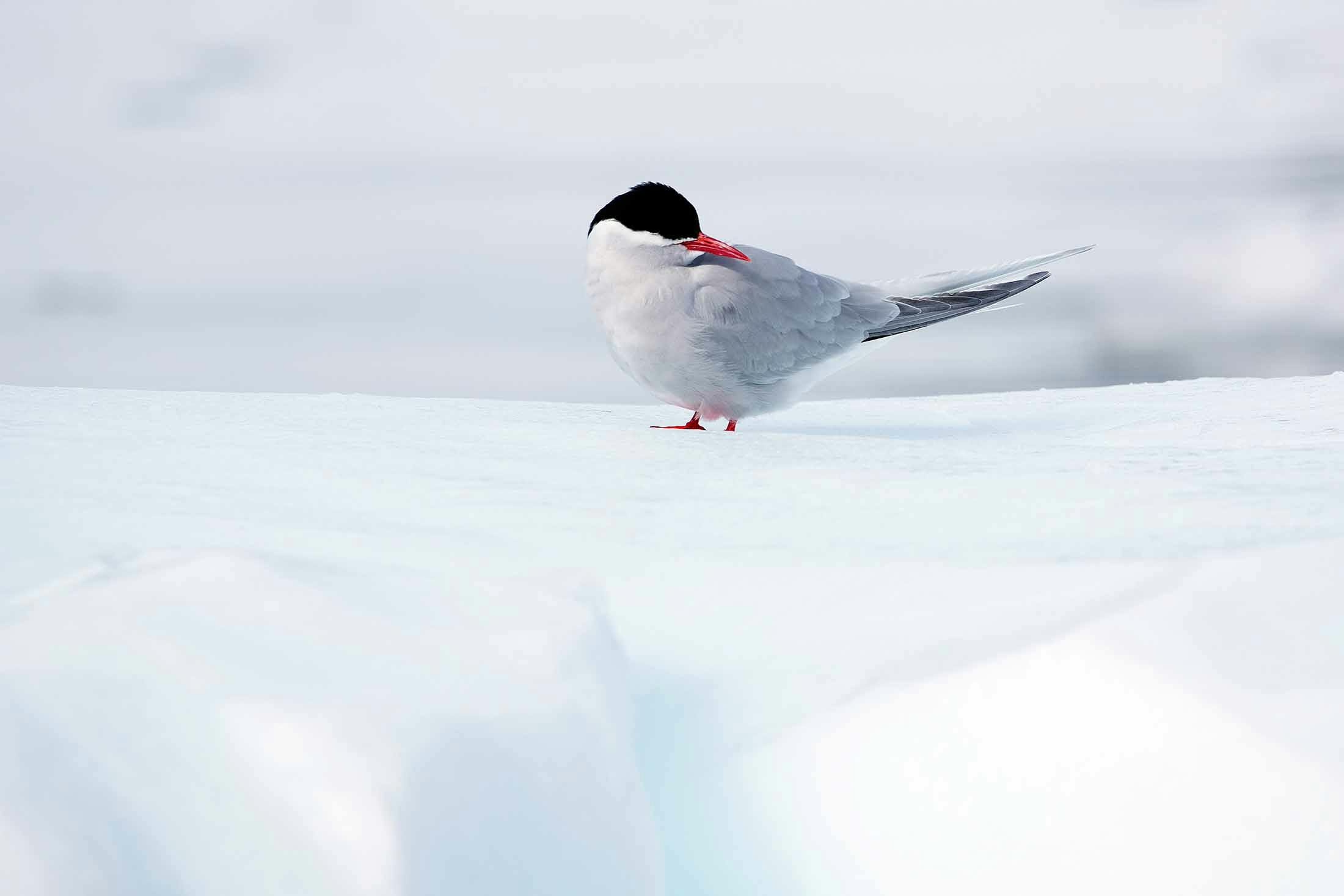 Why the Arctic Tern is Nature's Fiercest Parent - Discover by Silversea