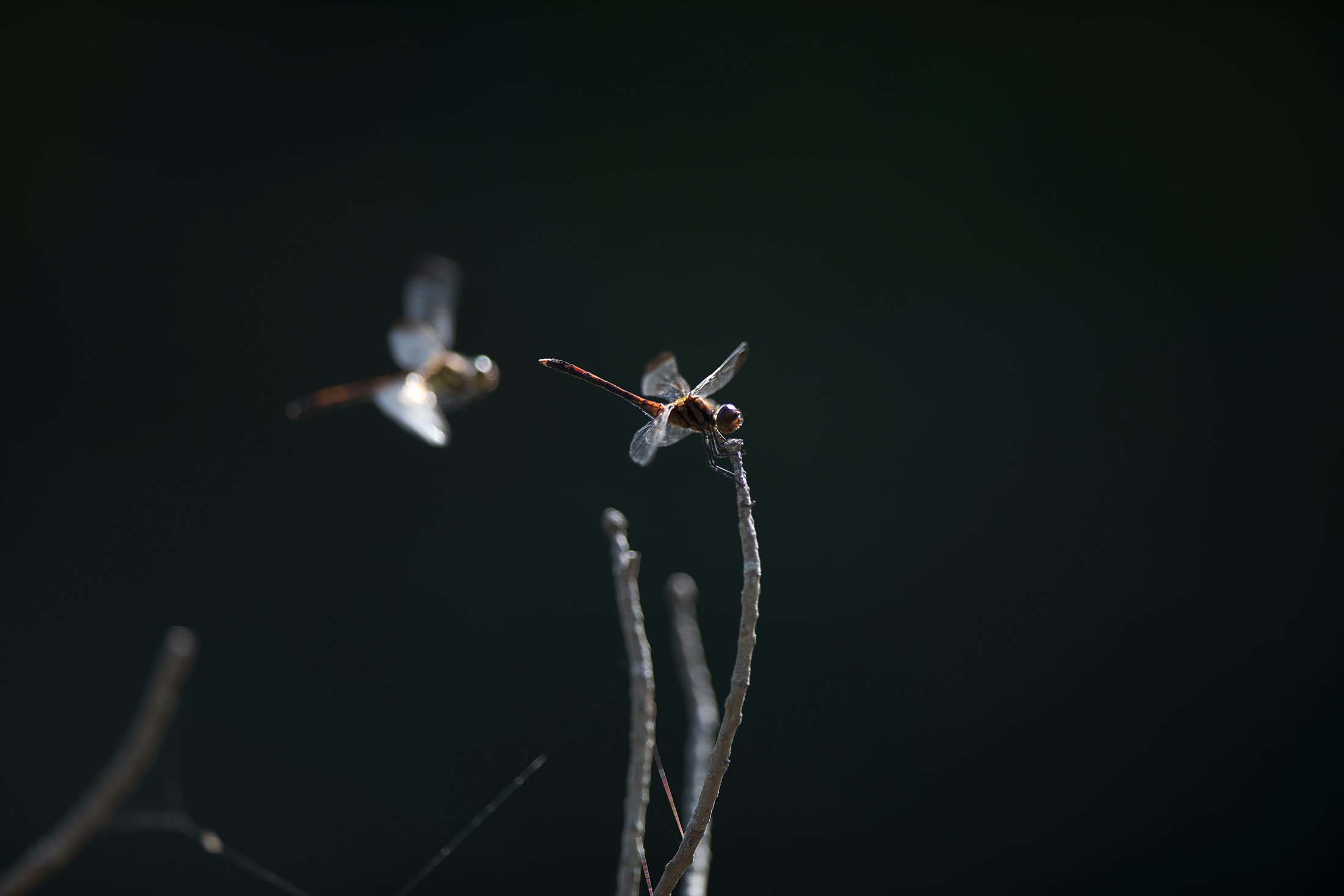 What Does a Dragonfly Symbolize in Japanese Culture? | Discover by ...