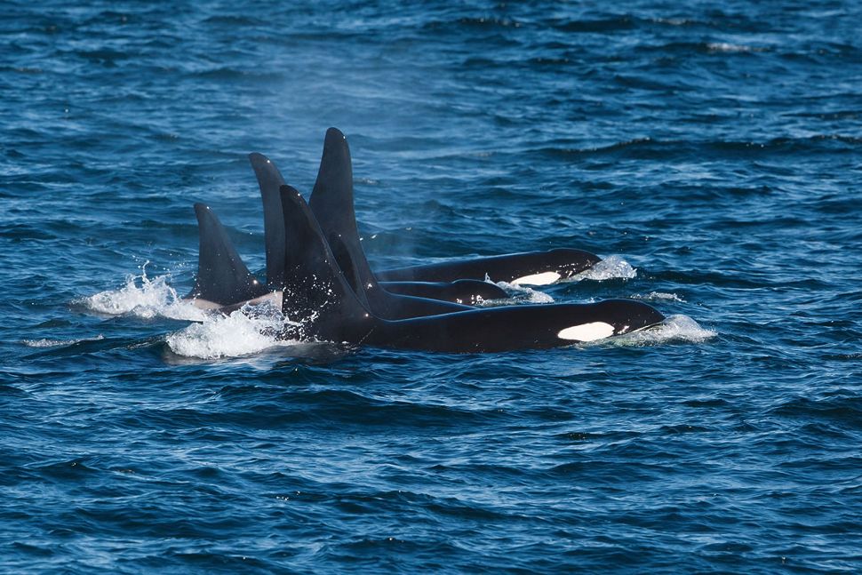 WATCH: Orcas in the Wild: How Russia's Killer Whales Thrive in Pods