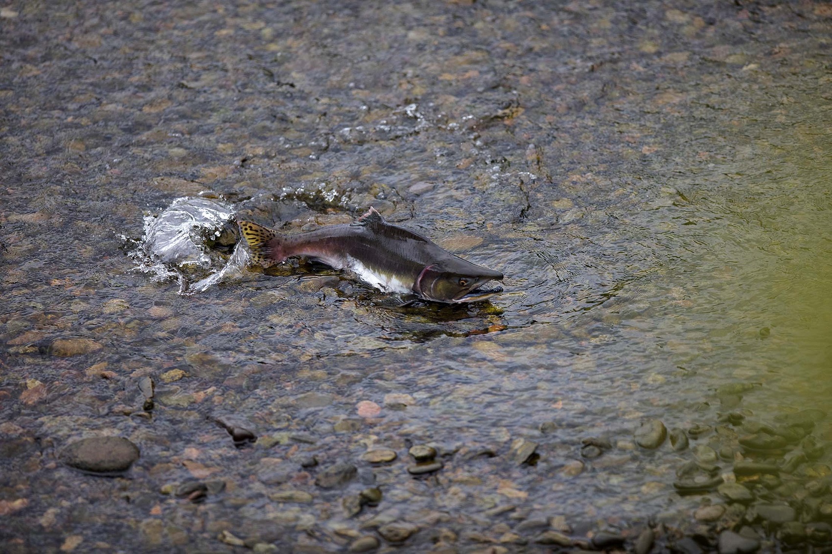 Salmon Run: When to Go Salmon Fishing in Alaska | Discover by Silversea