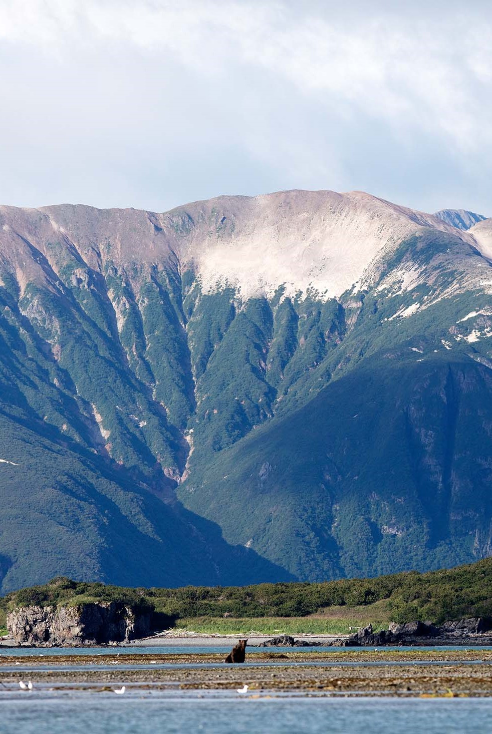 The Salmon Run in Alaska: The Vital Cog in the Region's Ecosystem