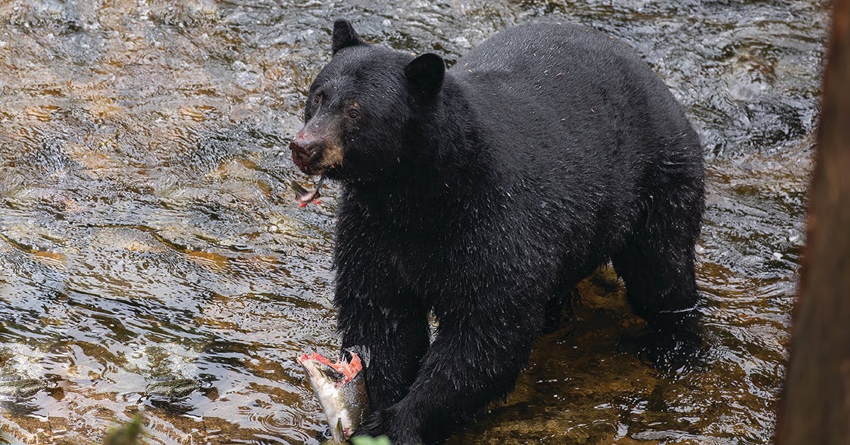 Salmon Run: When to Go Salmon Fishing in Alaska | Discover by Silversea