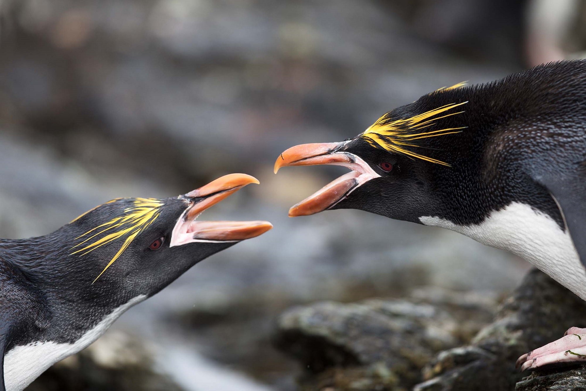 The King Penguins of South Georgia Rule the Island