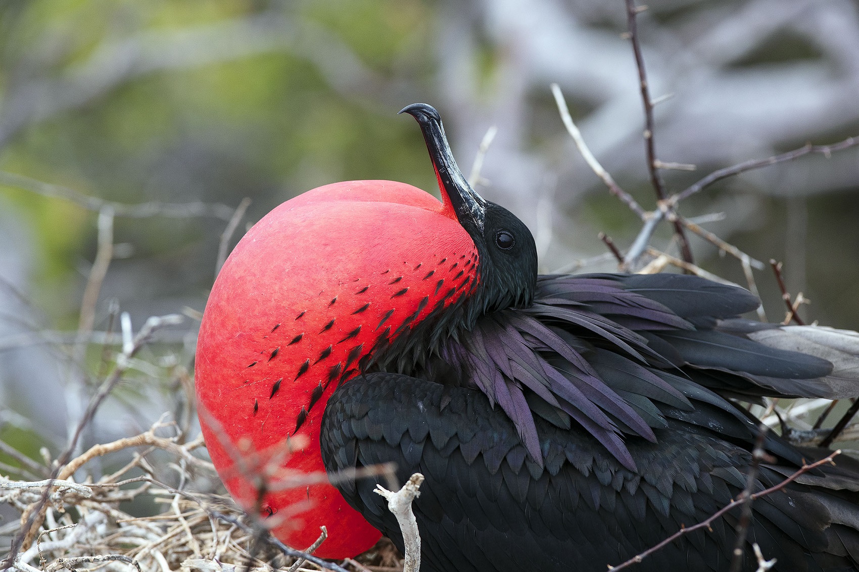 Behind the Lens: Photographing the Galapagos’ Endemic Bird Species ...