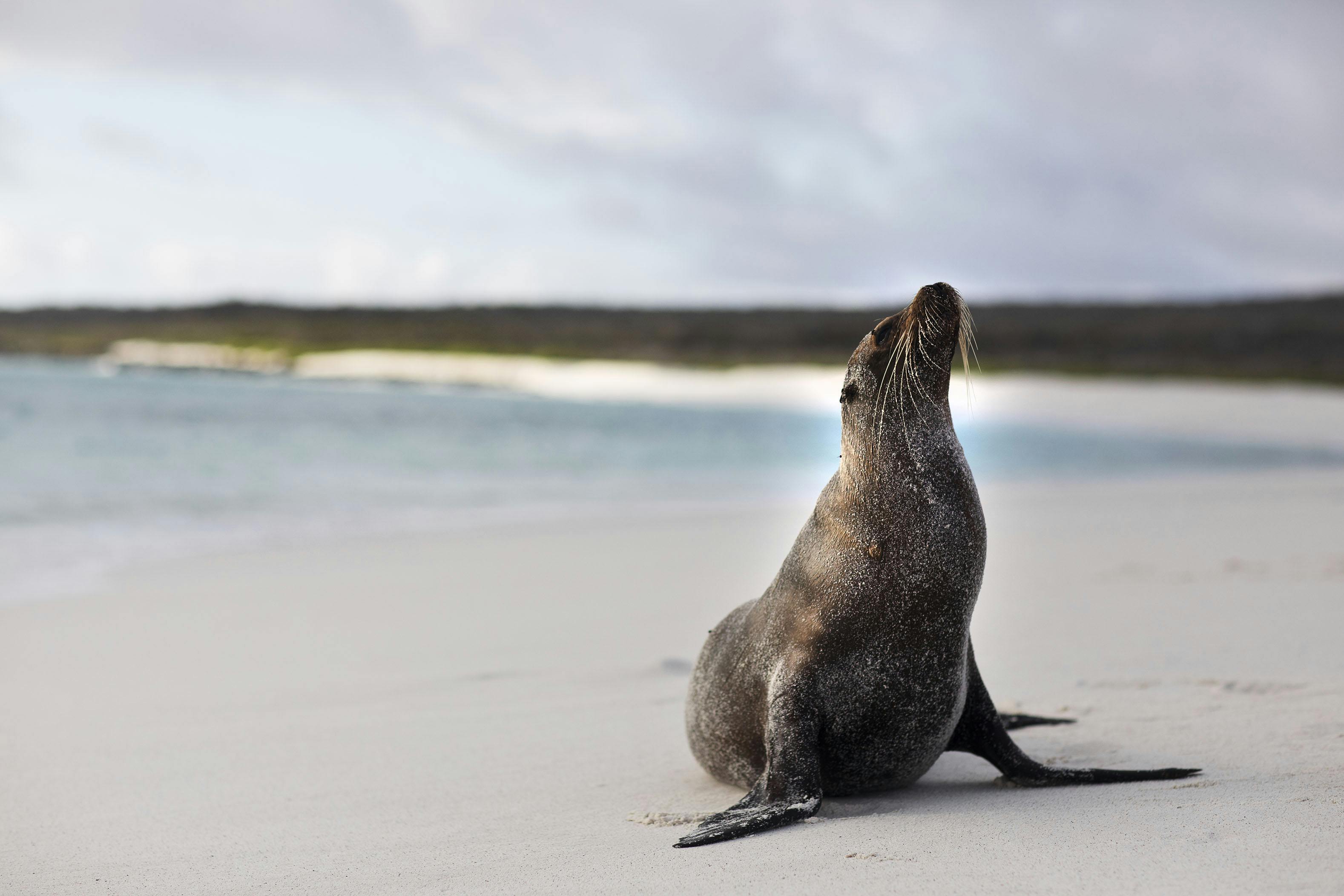 Growing up alongside Galapagos Sea Lions- Discover by Silversea