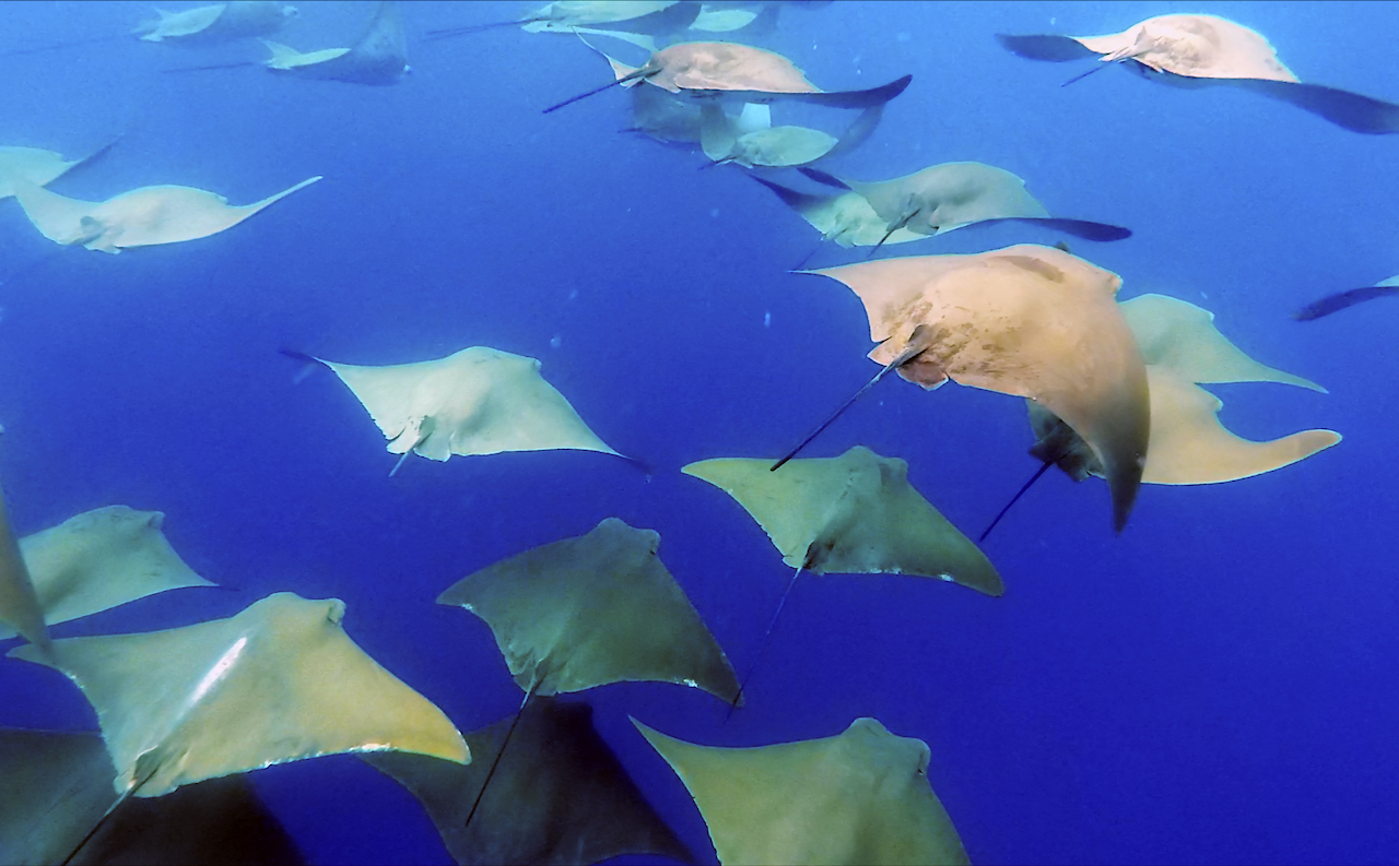 Behind the Lens: Filming the Manta Rays of the Galápagos | Discover by ...