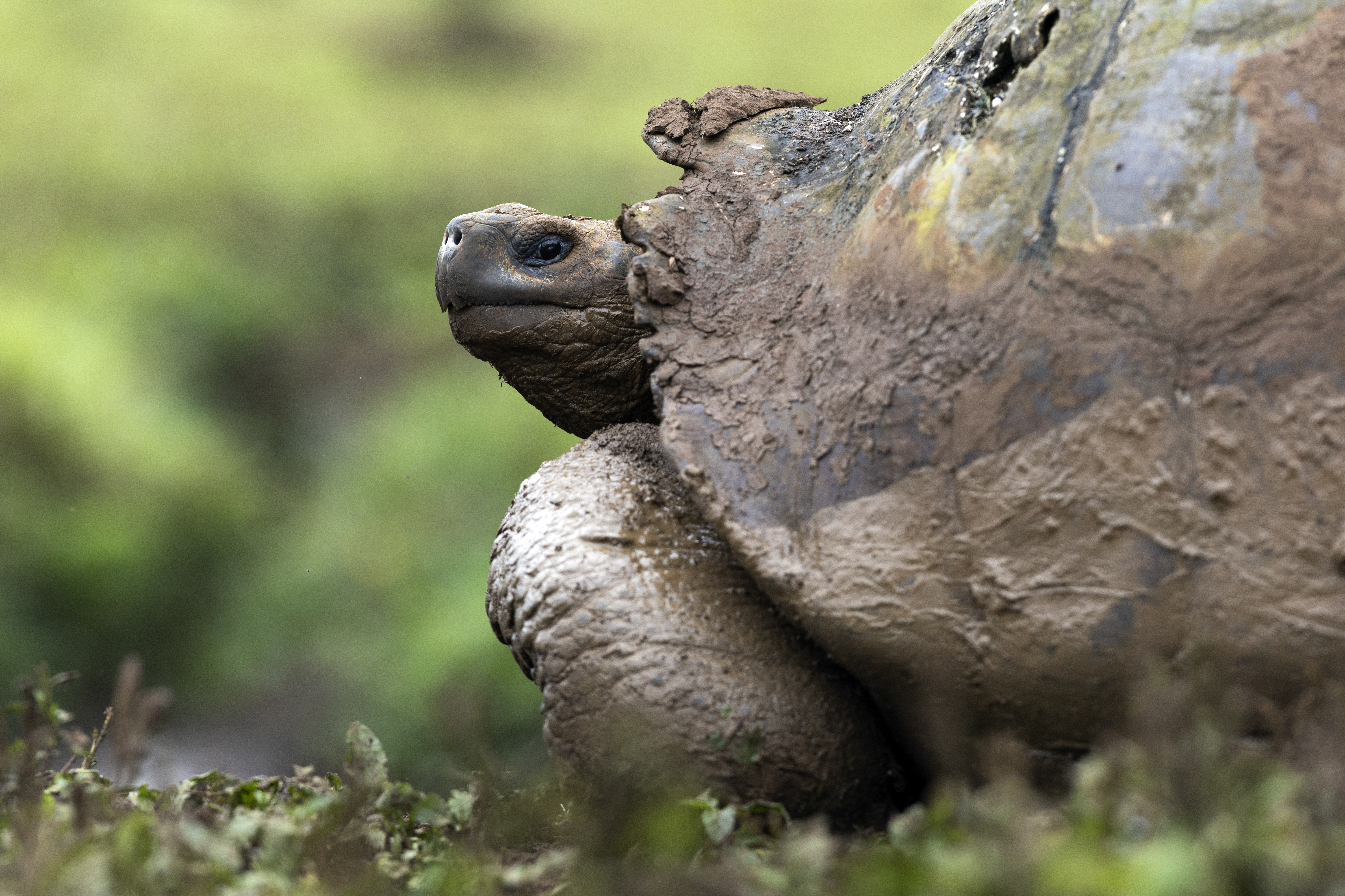 Silver Origin - Discover by Silversea