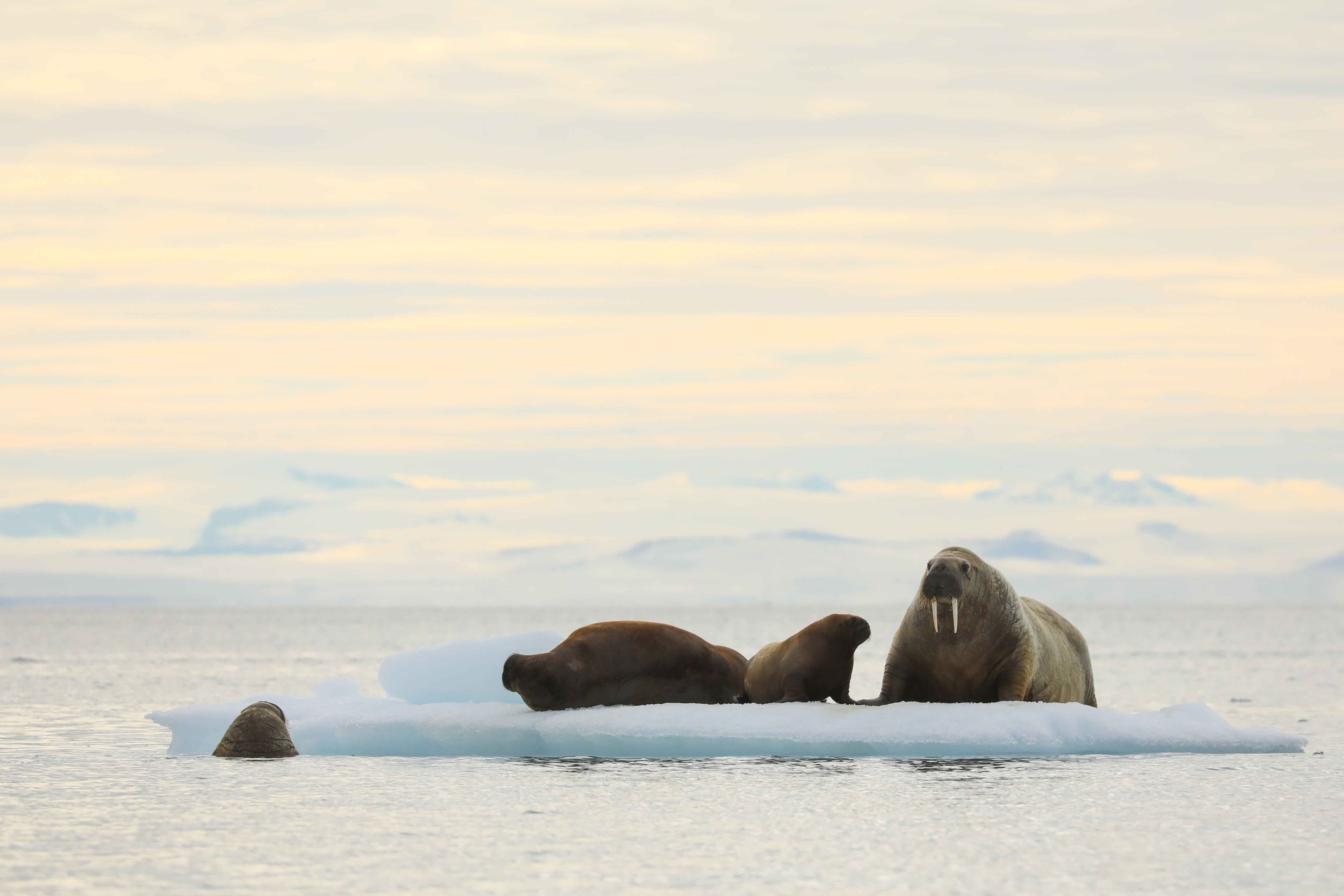 The Mighty Walrus of the Arctic: Behind the Lens | Discover by Silversea
