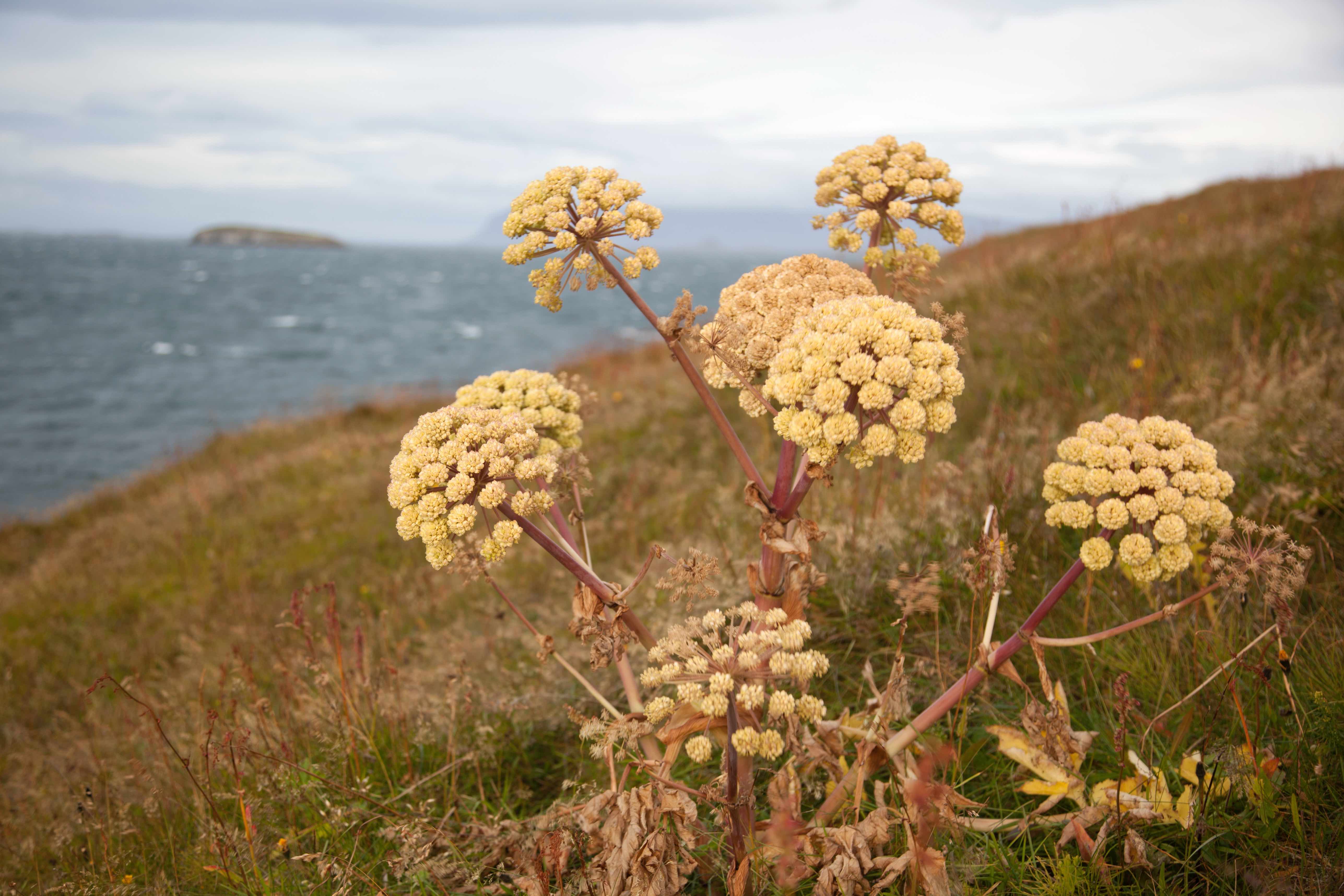 The Best Things to Do in Iceland, Courtesy of First Lady Eliza Reid ...
