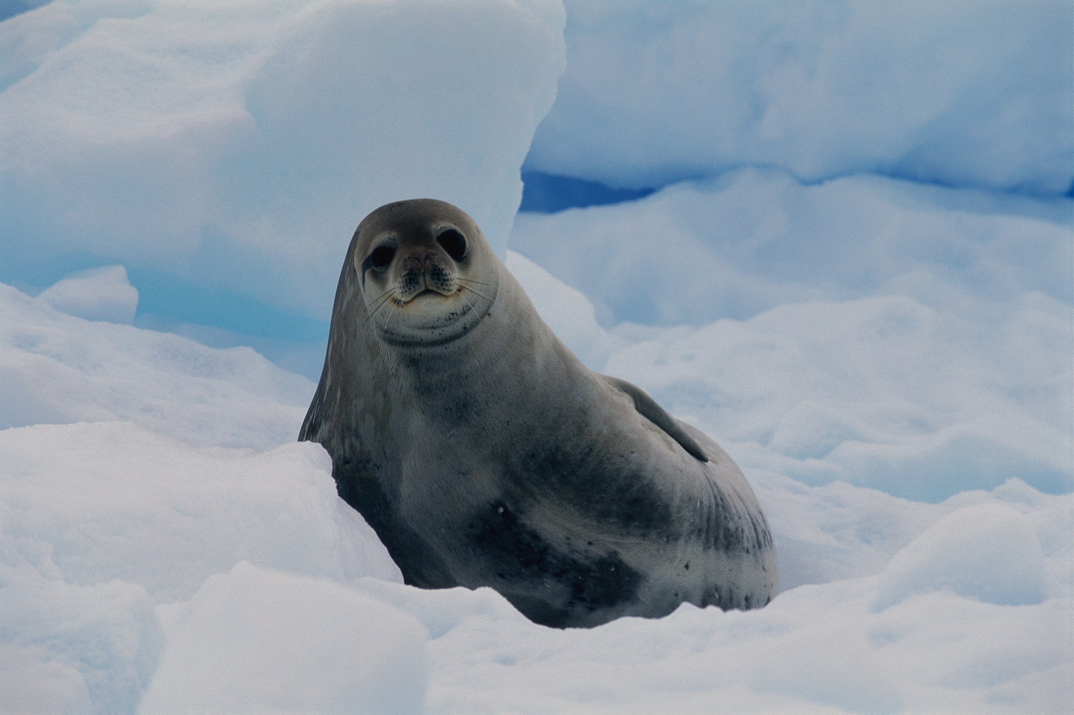 Antarctic Seal Species: The Ultimate Guide | Discover by Silversea